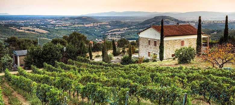 What Is Nebbiolo? - Wine Selectors