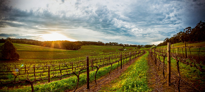 Clare Valley Wine Region - Wine Selectors