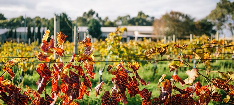 The Best Denmark Wineries and Cellar Doors - Wine Selectors